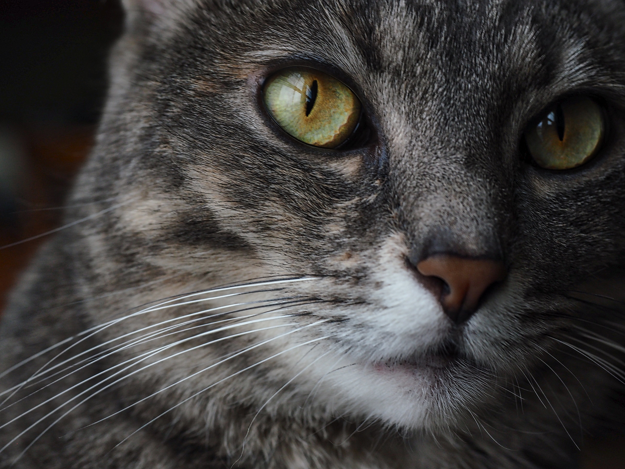 anomaly – cat at arm's length